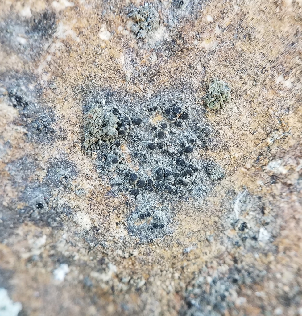Rock Disk Lichen from Sabre Springs, San Diego, CA, USA on August 07 ...