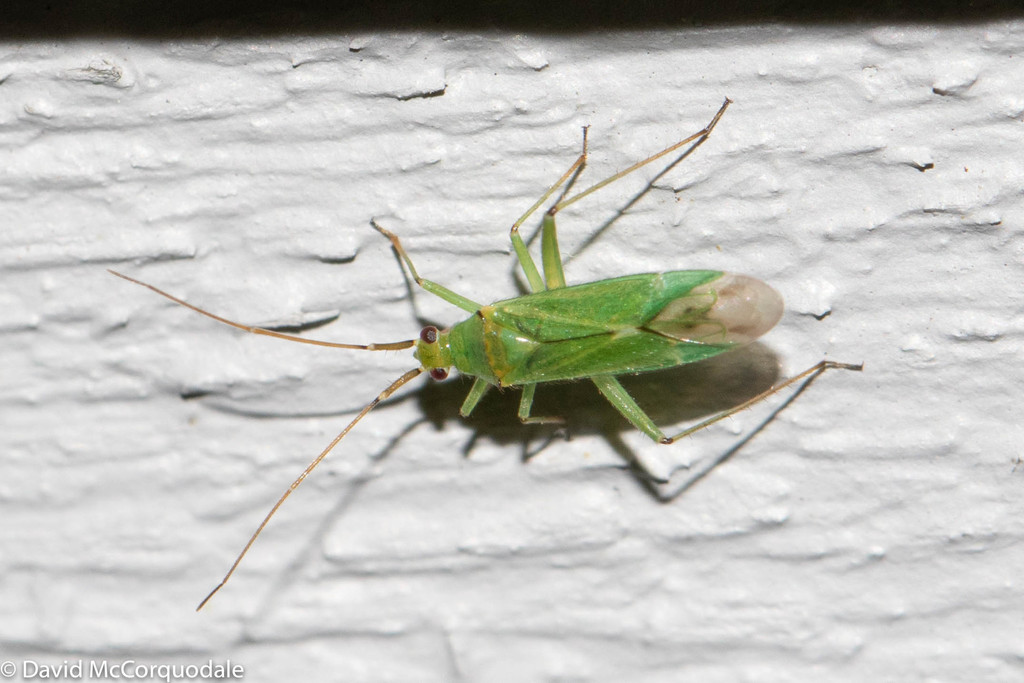 Black-kneed Capsid from Georges River, NS, Canada on August 3, 2020 at ...