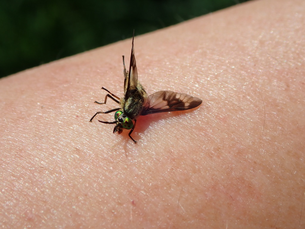 Square-spot Deer Fly from Panevėžio r. sav., Lietuva on August 5, 2020 ...