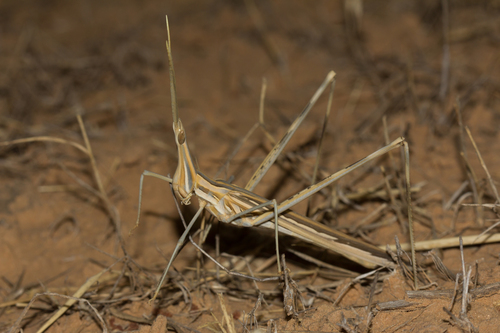 Truxalis procera · iNaturalist