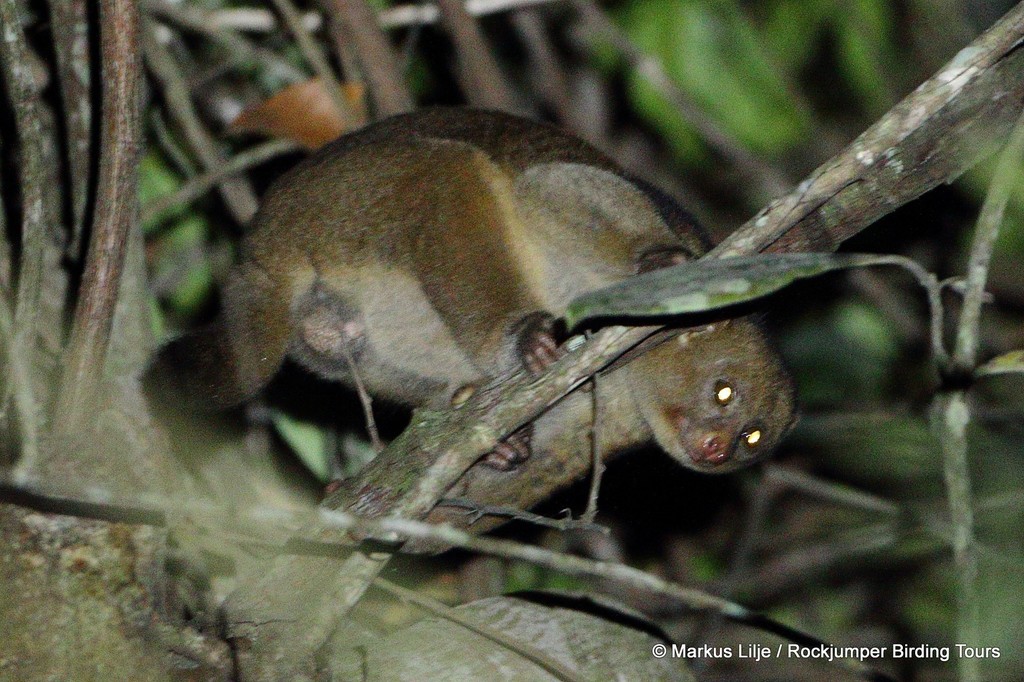 Pottos (Perodicticus) - Know Your Mammals