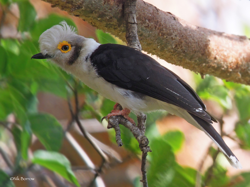 Subspecies Prionops plumatus cristatus · iNaturalist