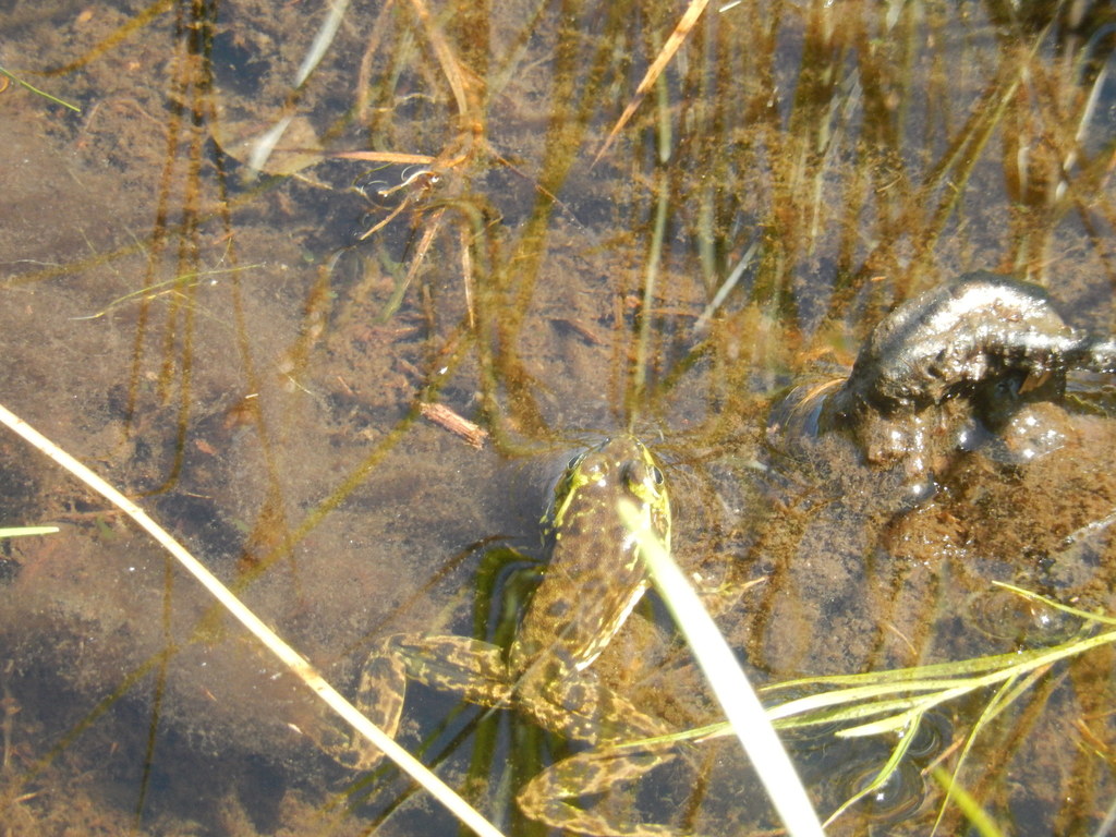 Mink Frog from Nipissing District, ON, Canada on August 07, 2020 at 11: ...