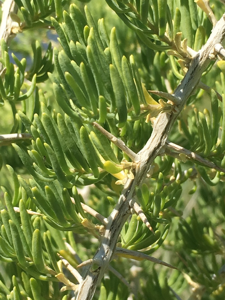 Greasewood (Sarcobatus vermiculatus) - Botanical Realm