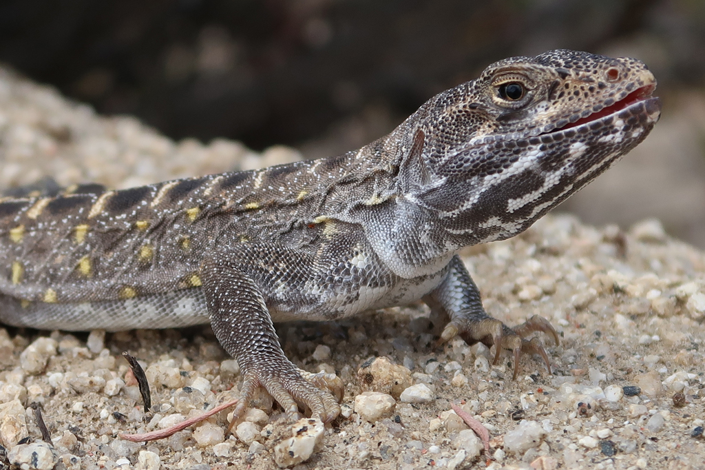 Cope's Leopard Lizard in July 2017 by jqrichmond · iNaturalist