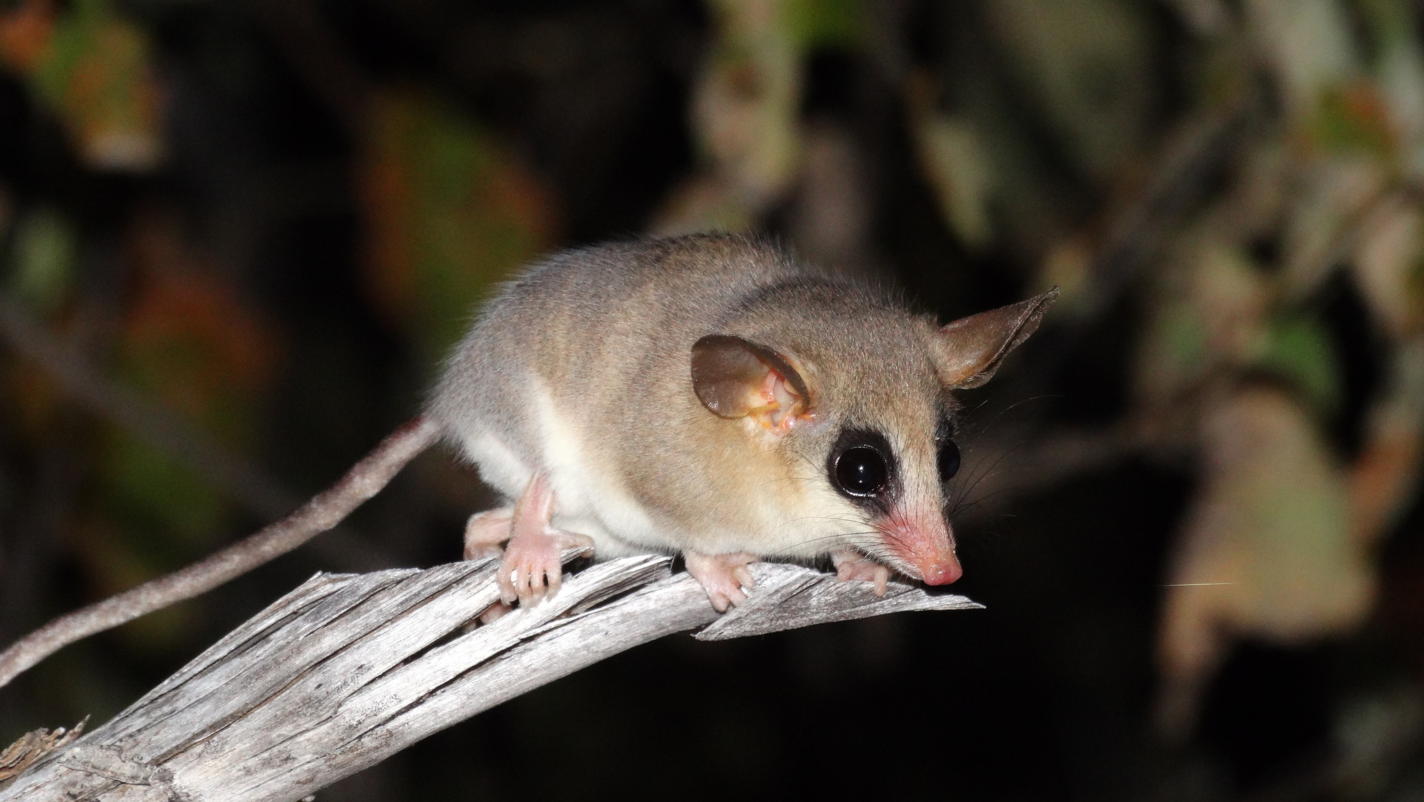 Marmosa murina (Linnaeus, 1758)