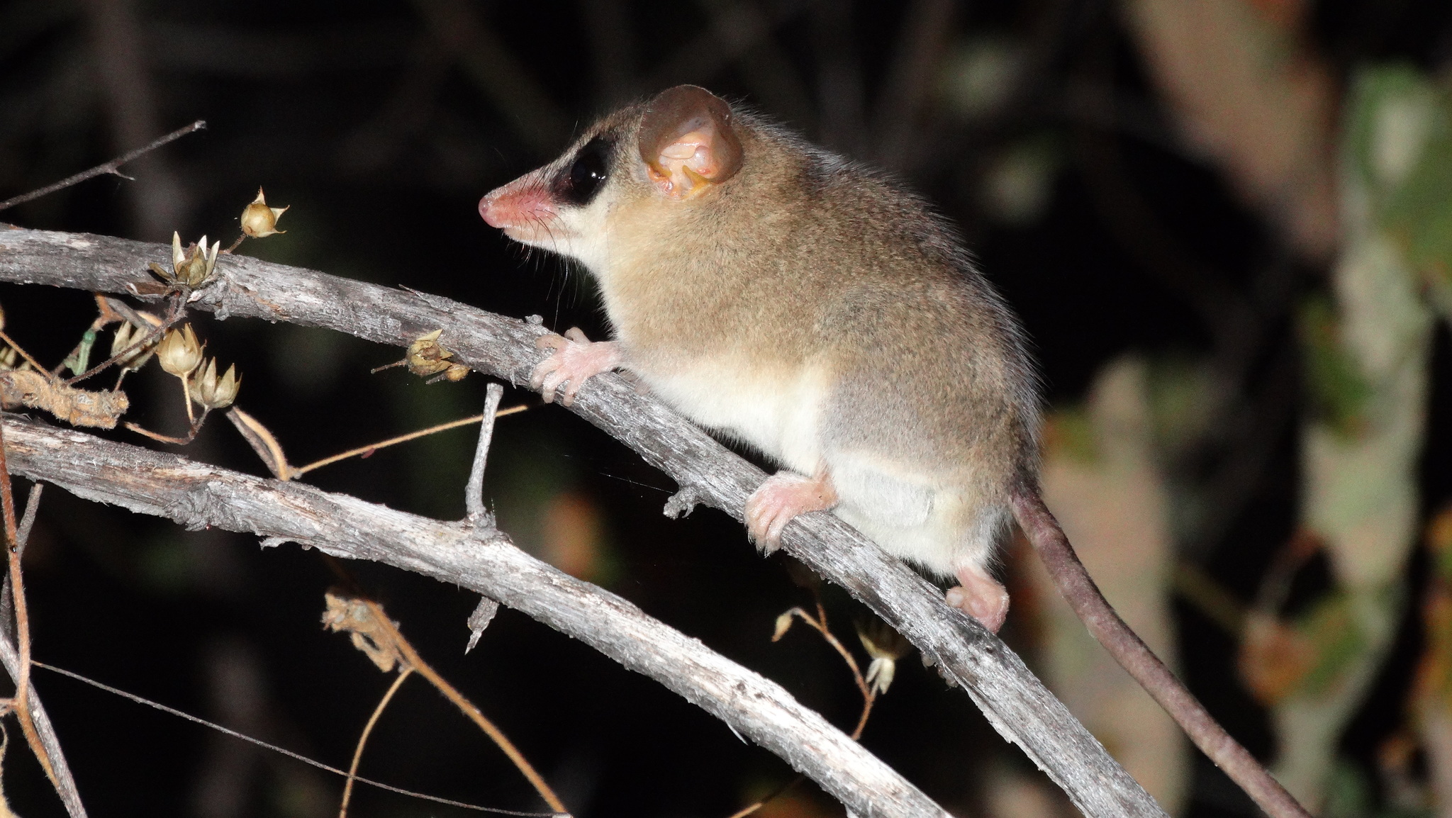 Marmosa murina (Linnaeus, 1758)