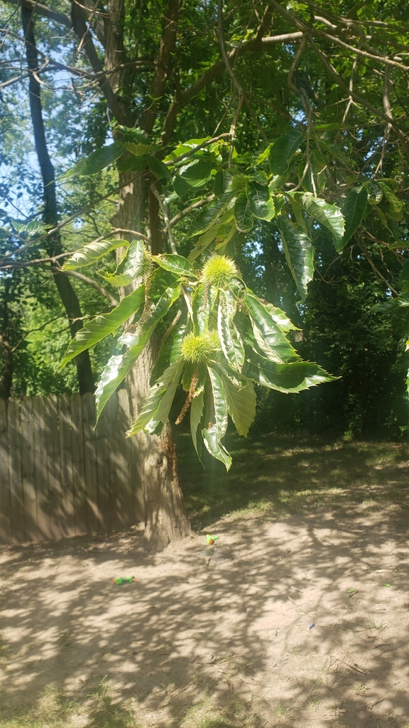 Chestnuts from Indianapolis, IN 46220, USA on August 8, 2020 at 03:47 ...