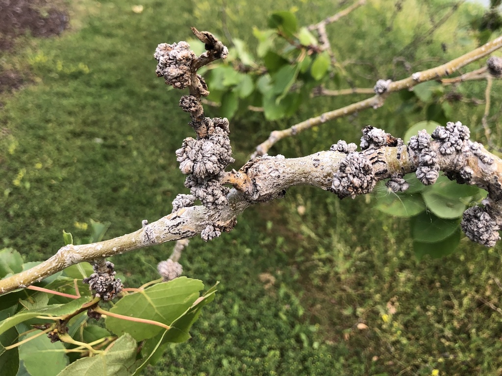 Poplar Budgall Mite from Promenade Way SE, Calgary, AB, CA on August 6 ...