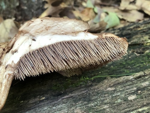 Sarcodon quercinofibulatus · NaturaLista Colombia