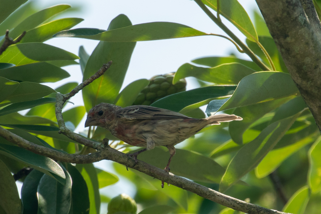 House Finch from Fulton, Georgia, United States on 08 August, 2020 at ...