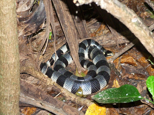 Banded Sea Krait from Mabualau Fiji on June 7, 2011 by Mark O'Brien ...