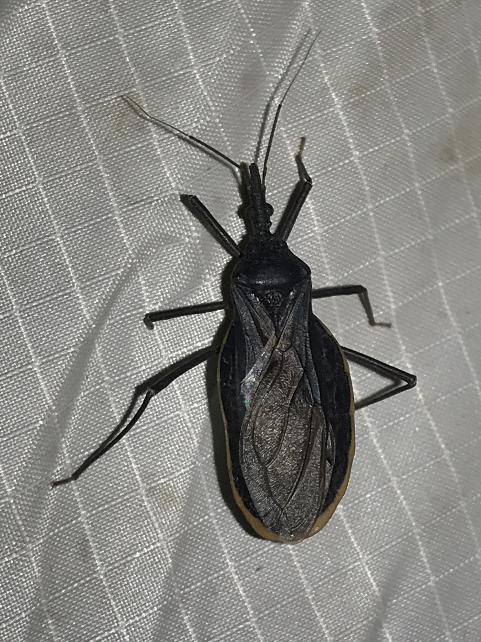 Triatoma recurva (Stål, 1868)