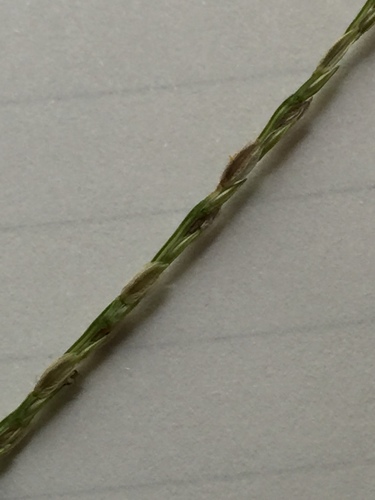 Tropical Finger-grass (Nash Prairie Plants List) · iNaturalist