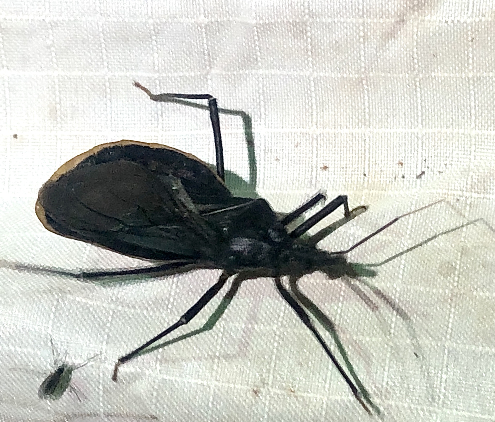 Triatoma recurva (Stål, 1868)