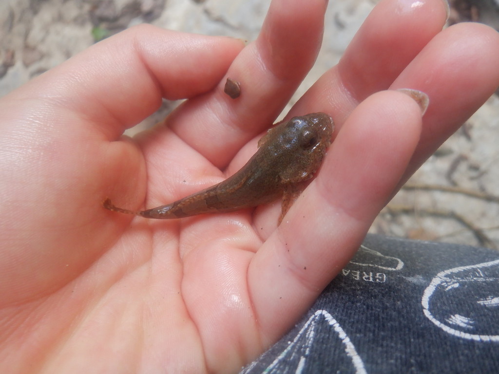 Banded Sculpin from Spring Hill, TN, USA on August 08, 2020 by ...
