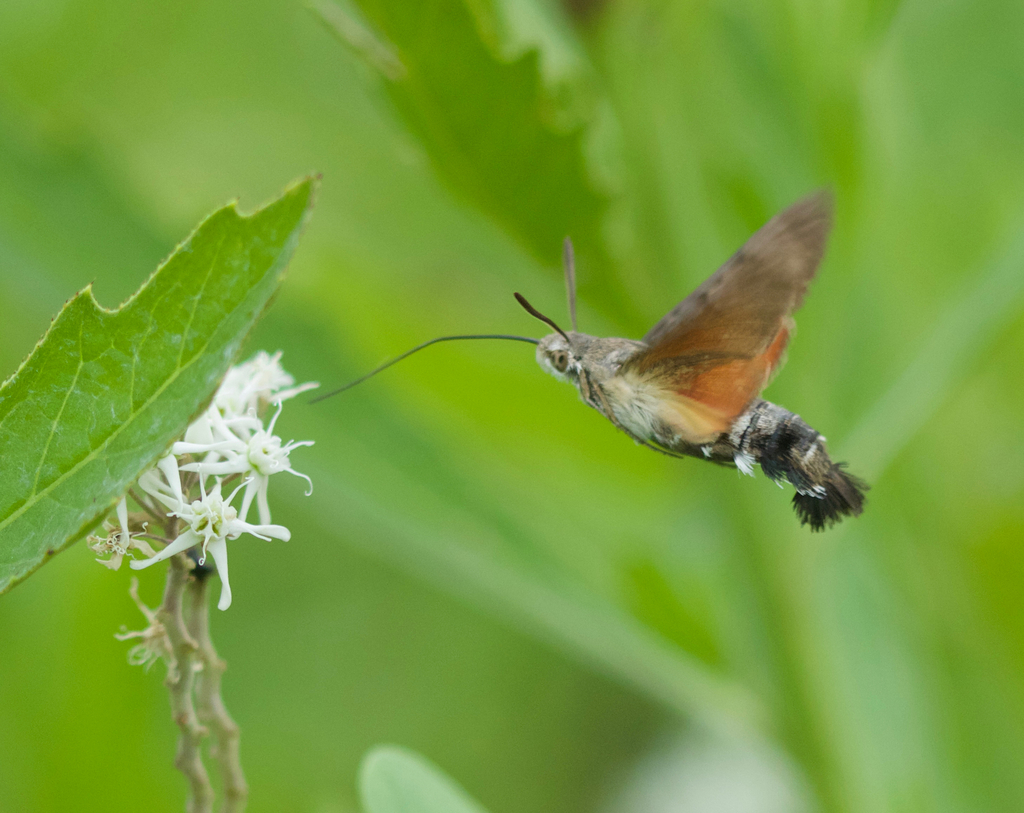 Eurasian Hummingbird Hawkmoth from Shunyi District, Beijing, China on ...