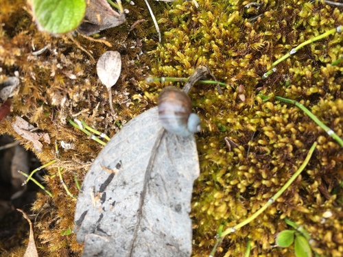 Striate Ambersnail (Novisuccinea strigata) · iNaturalist