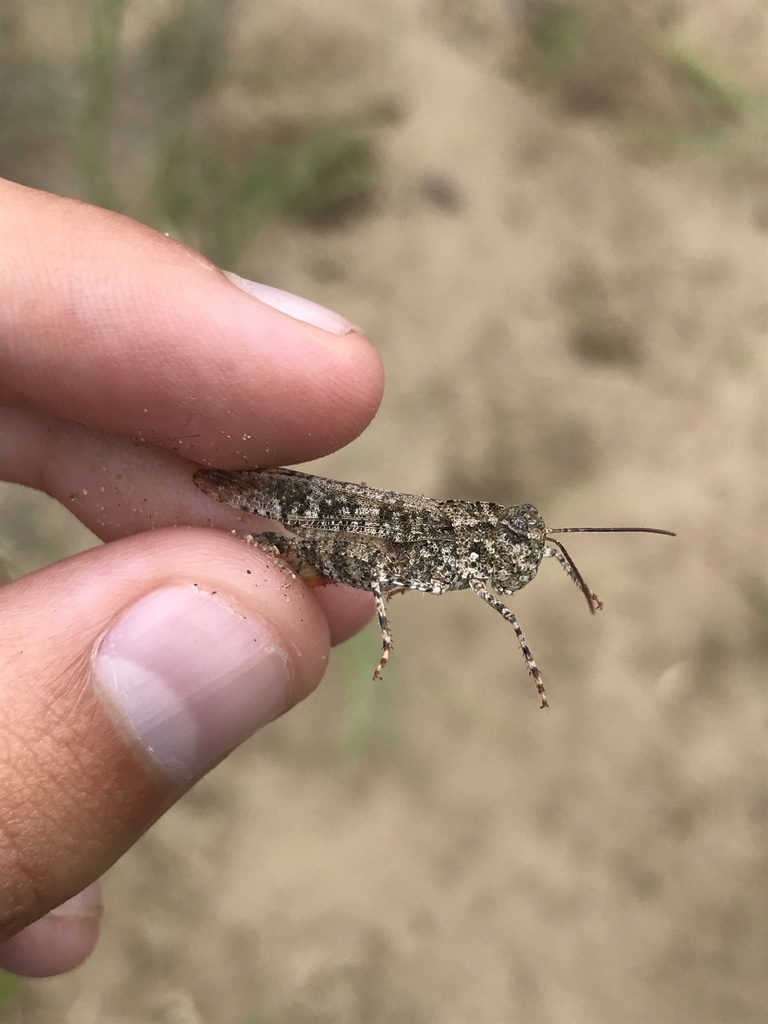 Mottled Sand Grasshopper from Big Lake, MN, US on August 8, 2020 at 11: ...