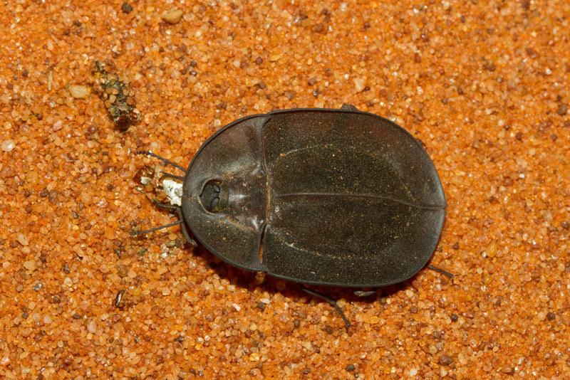 Pie-dish Beetles from Windorah QLD 4481, Australia on November 18, 2012 ...