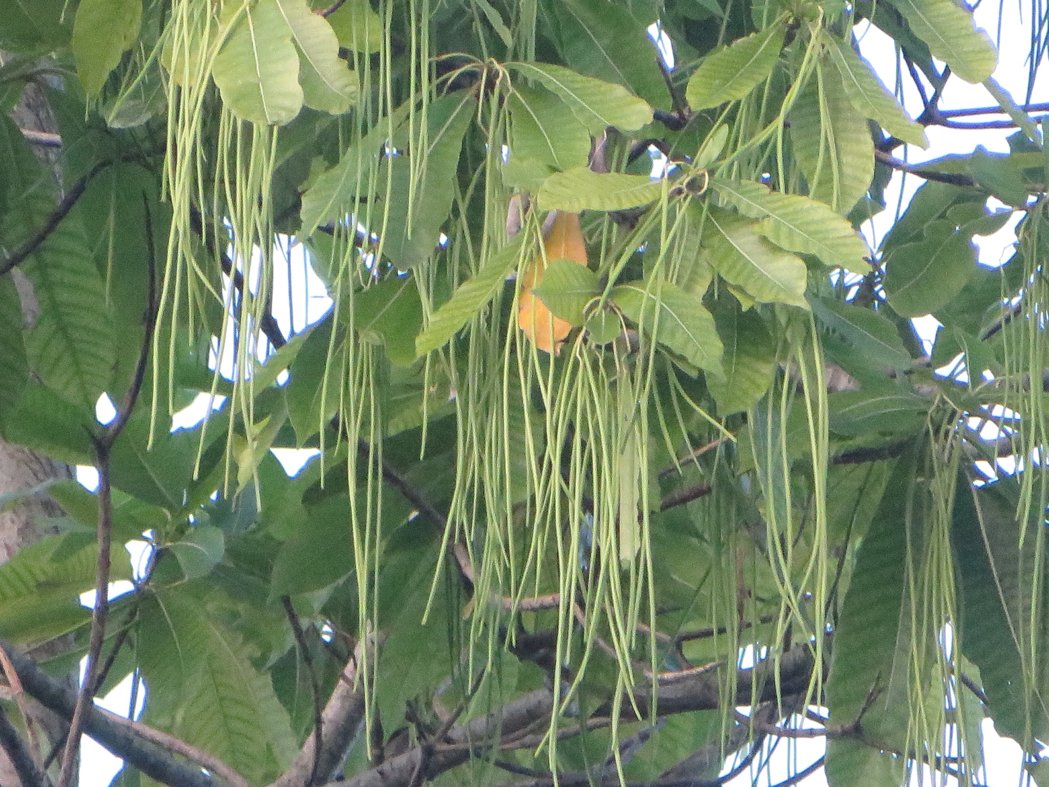 Alstonia macrophylla Wall. ex G.Don