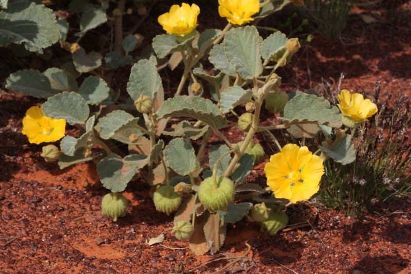 plain lantern flower from Windorah QLD 4481, Australia on October 06 ...