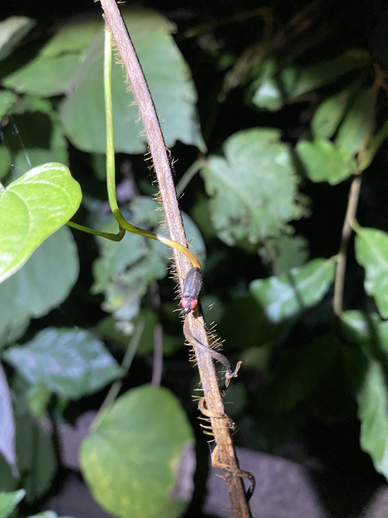 Aquatica lateralis (Motschulsky, 1860)