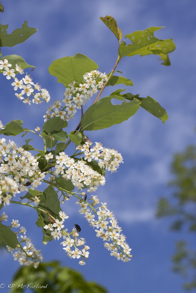 chokecherry (Native Trees and Shrubs of Golden Gate Canyon State Park ...