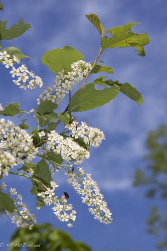 chokecherry (Native Trees and Shrubs of Golden Gate Canyon State Park ...