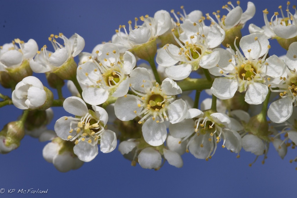 chokecherry (Native Trees and Shrubs of Golden Gate Canyon State Park ...