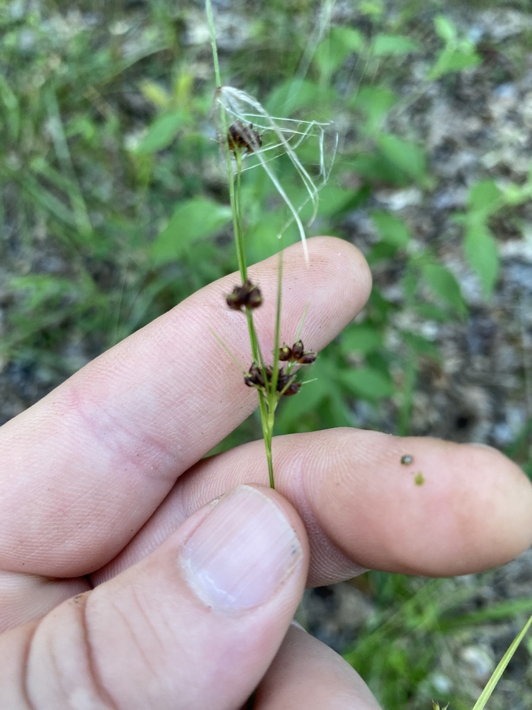 Globe Beaksedge from Alsobrook Rd, Menlo, GA, US on August 8, 2020 at ...