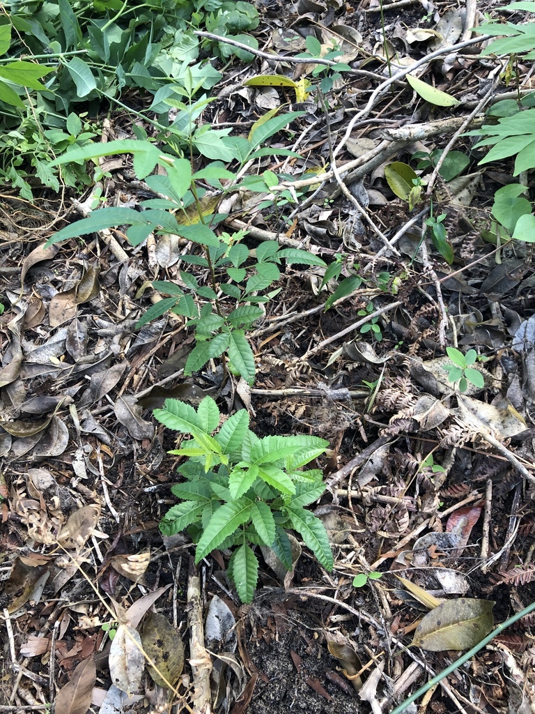 Brazilian pepper from Fraser Island, Fraser Island, QLD, AU on August ...