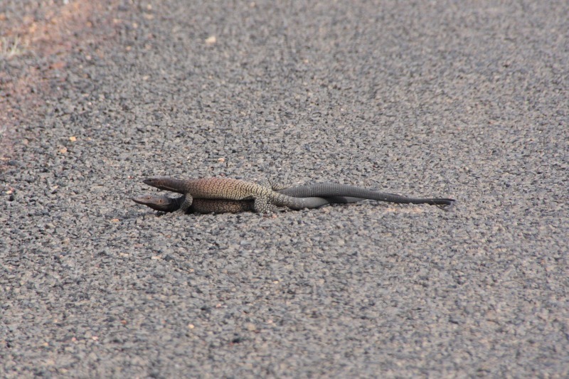 Freckled Monitor from Quilpie QLD 4480, Australia on October 20, 2010 ...