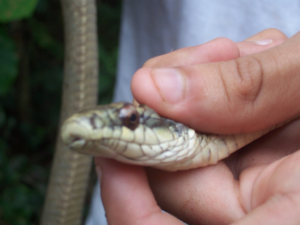 Phrynonax poecilonotus poecilonotus (Anfibios y Reptiles del Estado de ...