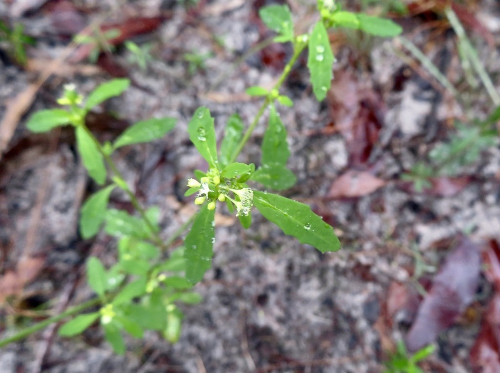 Monotaxis macrophylla from Beelbi Creek QLD 4659, Australia on August 8 ...