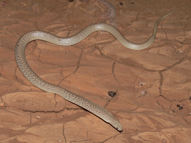 Speckled Brown Snake (Pseudonaja guttata) - Snakes and Lizards