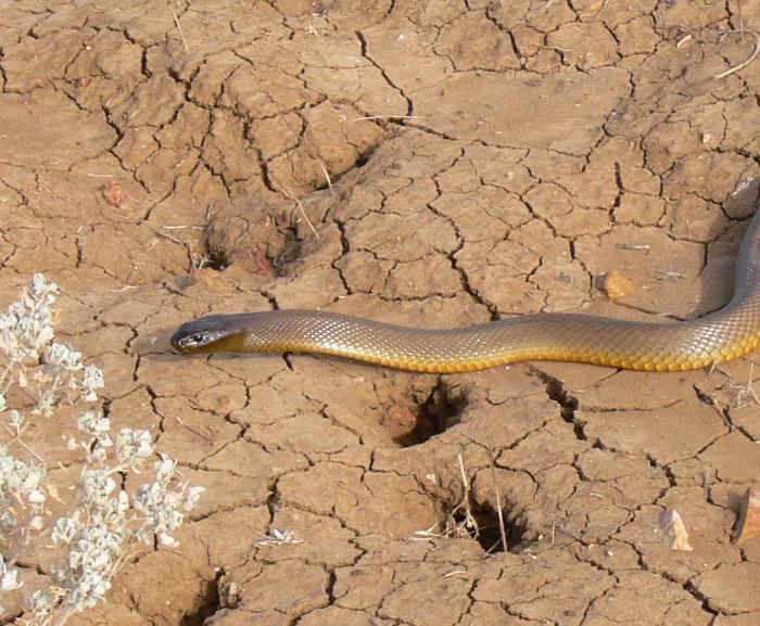 Australian Taipan Snake