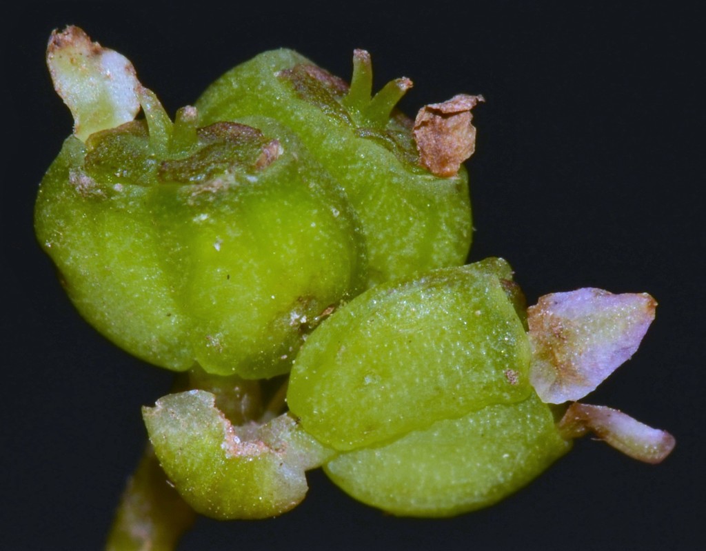American Coinwort (Centella erecta) - Botanical Realm