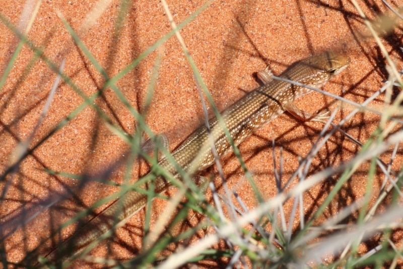 Stout Ctenotus from Windorah QLD 4481, Australia on November 29, 2008 ...