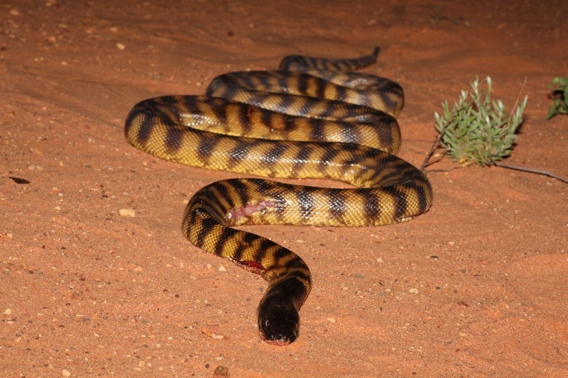 Black-headed Python from Windorah QLD 4481, Australia on November 29 ...