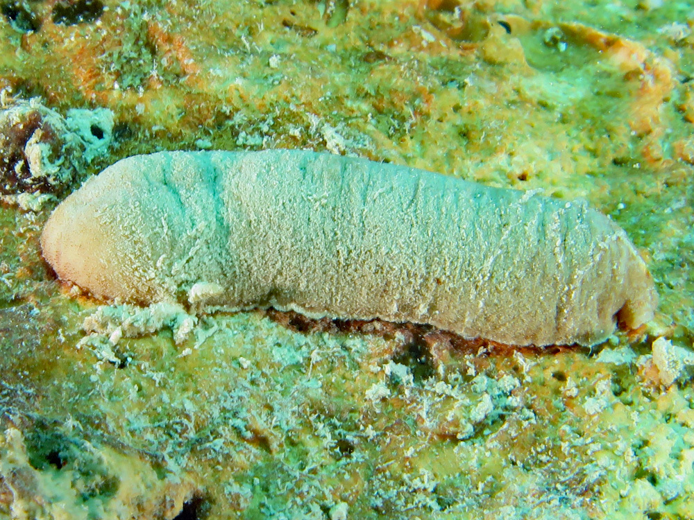 Cryptoplax Blainville, 1818