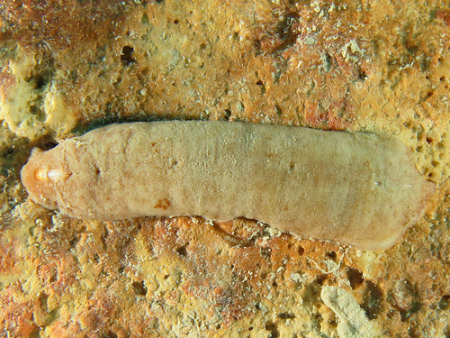 Cryptoplax elioti · iNaturalist