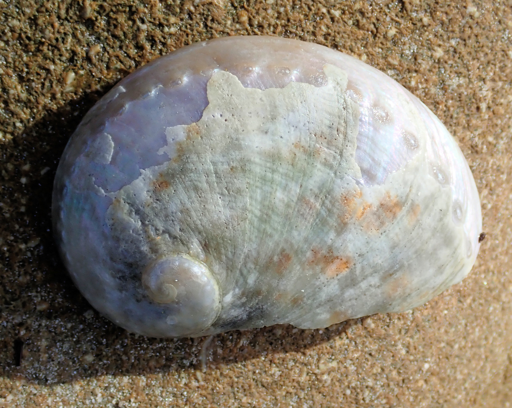 Haliotis laevigata Donovan, 1808