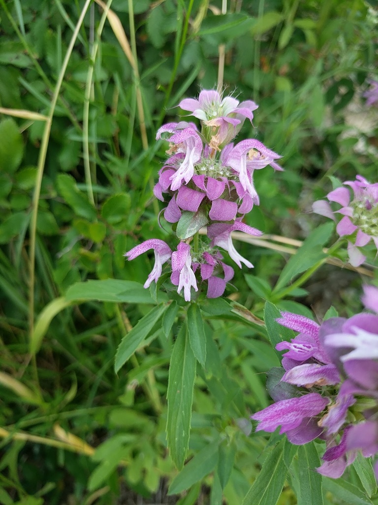 lemon beebalm (Nash Prairie Plants List) · iNaturalist