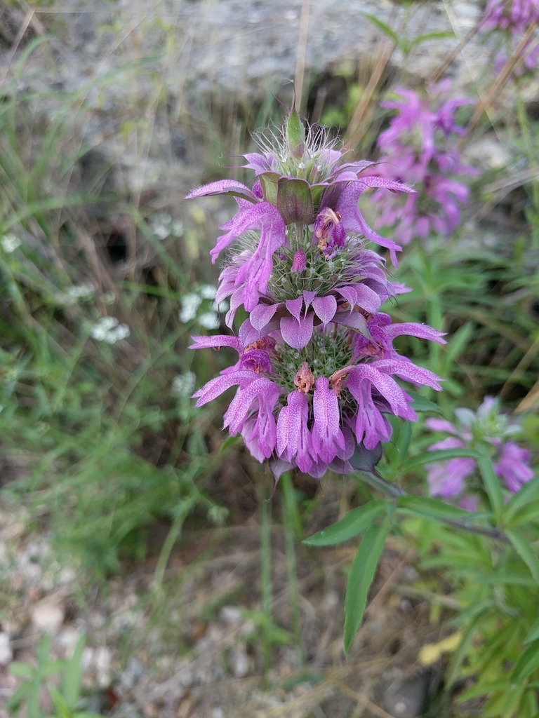 lemon beebalm (Nash Prairie Plants List) · iNaturalist