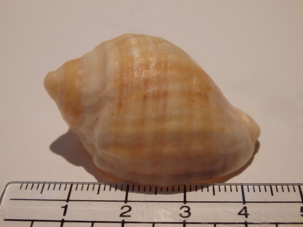 Cart-Rut Shell from Inverloch VIC 3996, Australia on January 17, 2009 ...