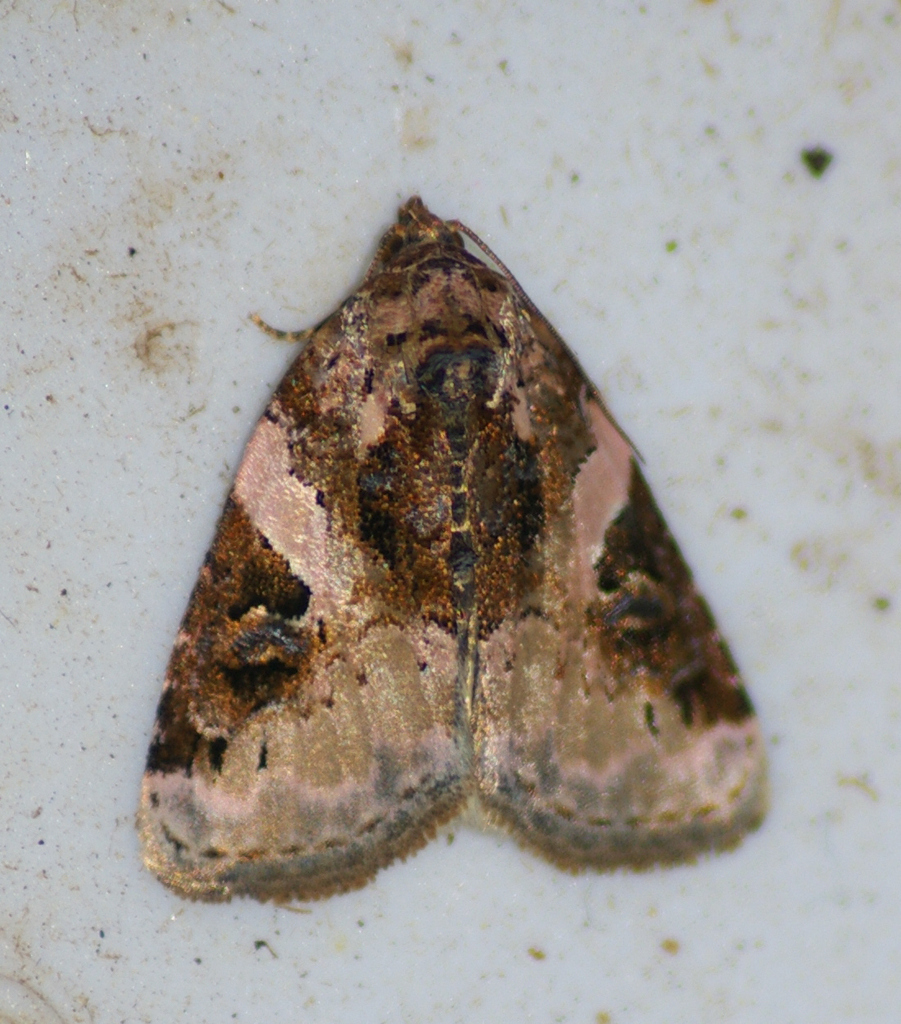Pink-barred Pseudeustrotia Moth (Common Moth and Butterflies of Indiana ...
