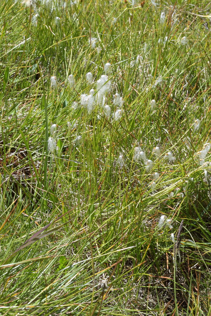 Cotton Deergrass from Alto Adige, Italia on August 6, 2020 at 11:38 AM ...
