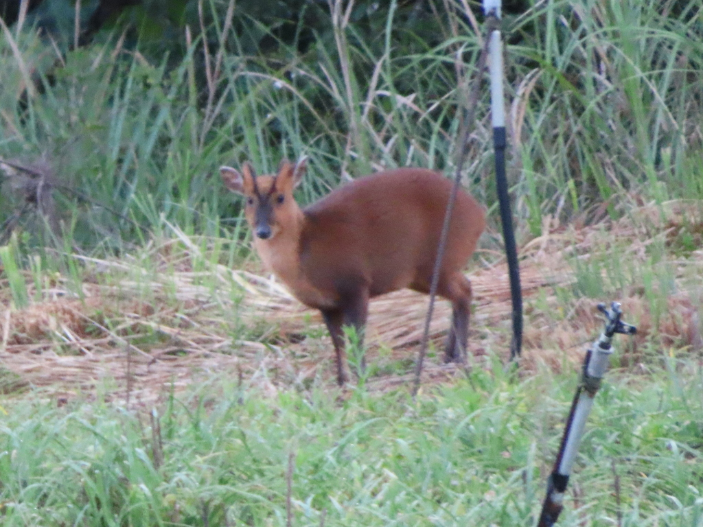 Taiwan Muntjac from 號, No. 2武陵路和平區台中市台灣 424 on August 2, 2020 at 05:44 ...