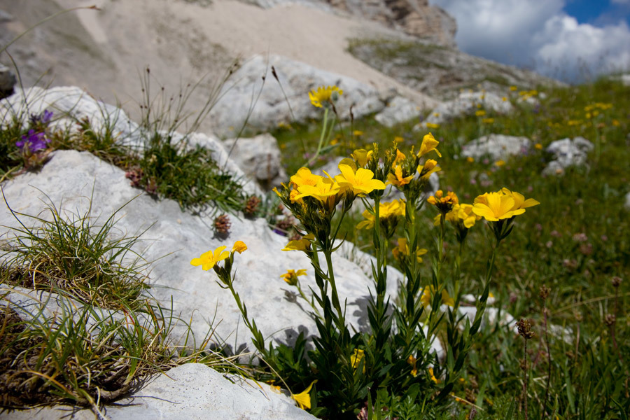 Linum capitatum Schult.